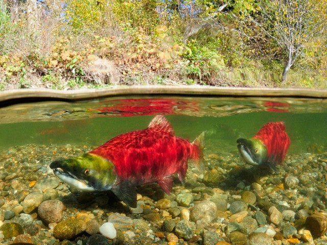 Adams River Salmon Run | October 26 - 28 | Activity Level 2 – Ageless ...